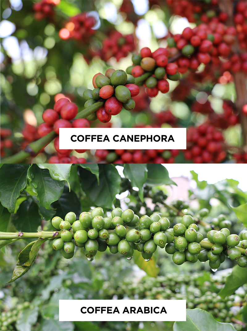 Conheça algumas diferenças dos principais cafés que consumimos ...